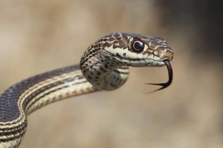 Colorado Snakes Identification Guide: Profiles, Pics, & Tips