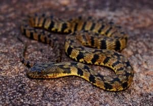 Oklahoma Snakes Identification Guide (What to Look out For!)
