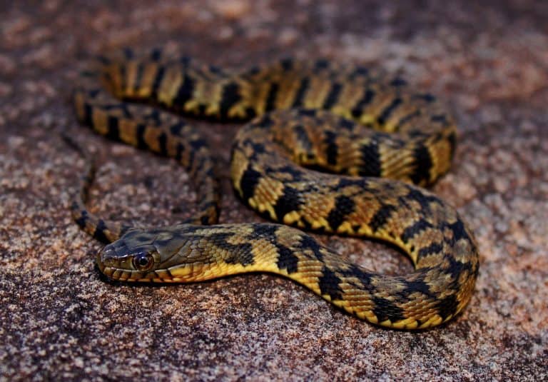 Oklahoma Snakes Identification Guide (What to Look out For!)