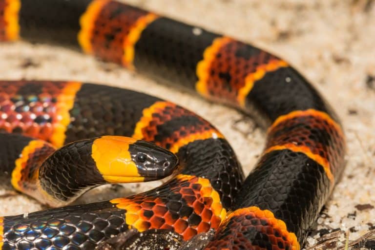 South Carolina Snakes Identification Guide (Must-Know Info!)