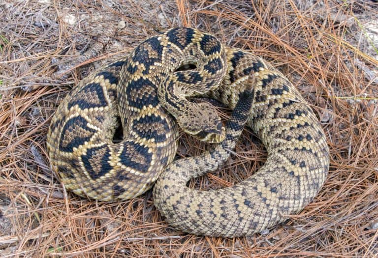 South Carolina Snakes Identification Guide (Must-Know Info!)