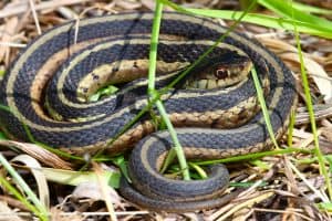 South Carolina Snakes Identification Guide (Must-Know Info!)