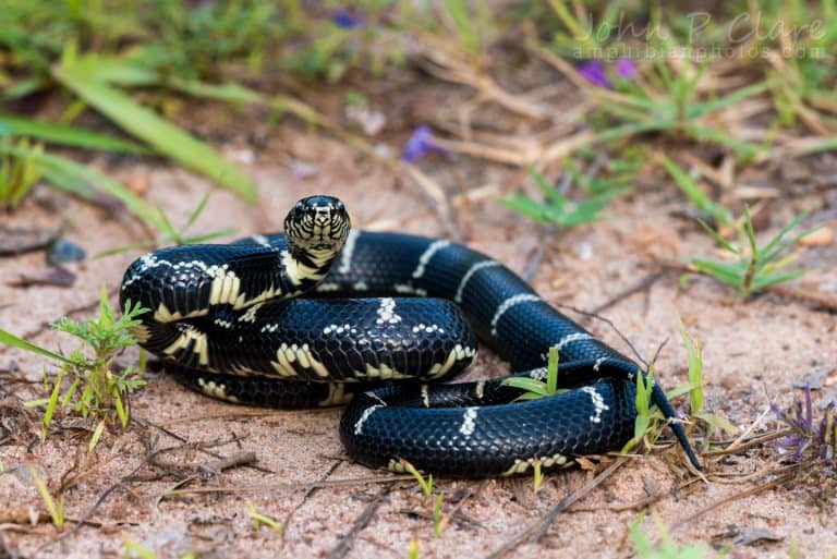 South Carolina Snakes Identification Guide (Must-Know Info!)