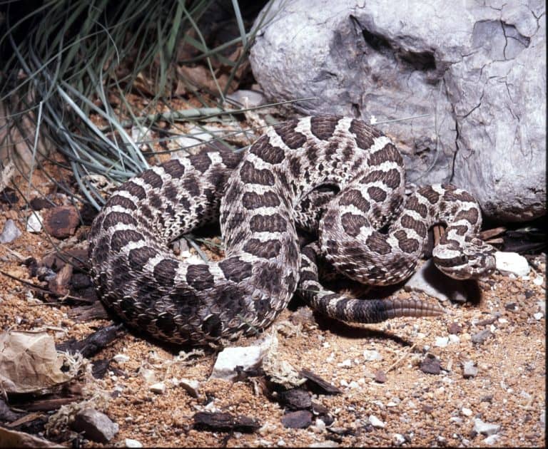 Colorado Snakes Identification Guide: Profiles, Pics, & Tips