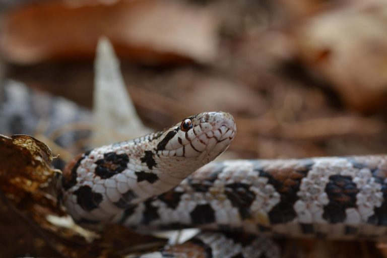 Massachusetts Snakes Identification Guide With Pics & Tips!
