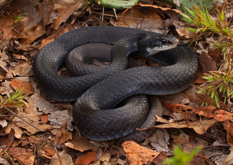 Kentucky Snakes Species Guide (With Pictures + Safety Tips!)