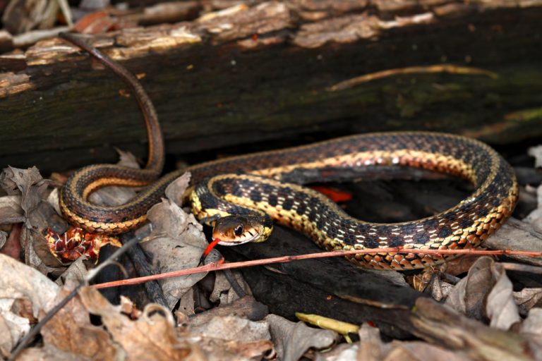 Kentucky Snakes Species Guide (With Pictures + Safety Tips!)