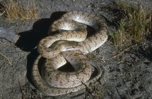 Oklahoma Snakes Identification Guide (What to Look out For!)