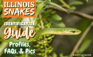 Illinois Snakes Identification Guide: Profiles, FAQs, & Pics