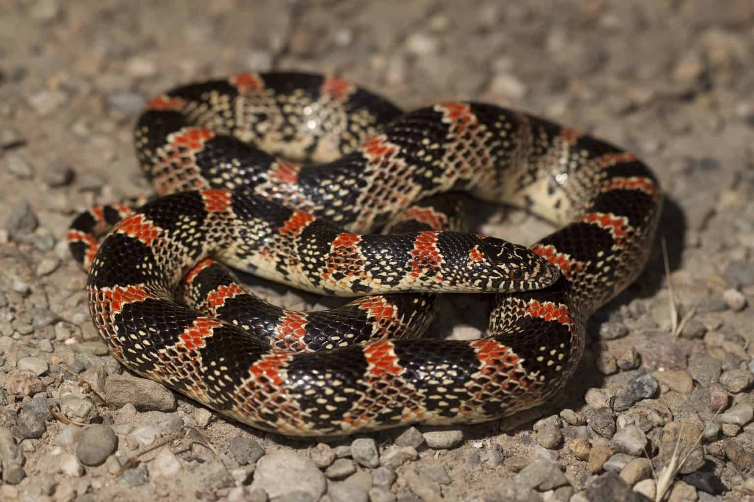 Colorado Snakes Identification Guide: Profiles, Pics, & Tips