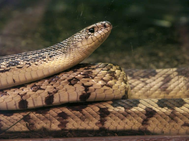 Louisiana Snakes Identification Guide: Species You May Meet!