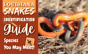 Louisiana Snakes Identification Guide: Species You May Meet!