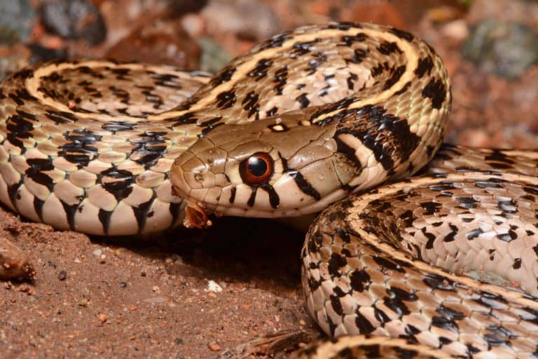 Oklahoma Snakes Identification Guide (What to Look out For!)