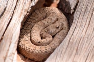 Colorado Snakes Identification Guide: Profiles, Pics, & Tips
