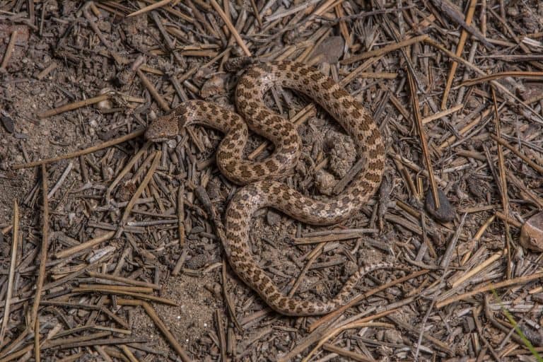 California Snakes Identification Guide: Species Index & Pics
