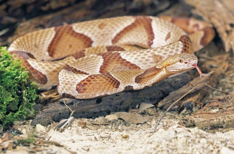 Illinois Snakes Identification Guide: Profiles, FAQs, & Pics