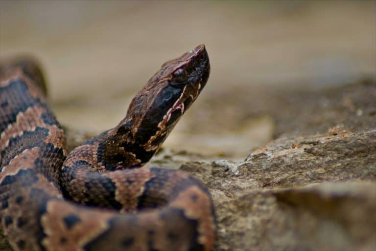 Oklahoma Snakes Identification Guide (What to Look out For!)