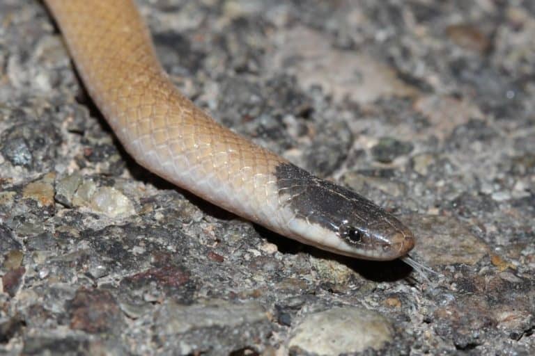 Oklahoma Snakes Identification Guide (What to Look out For!)