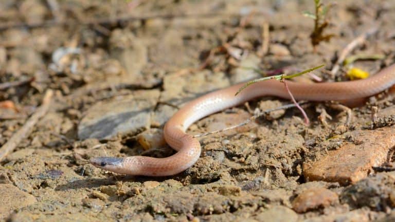 Colorado Snakes Identification Guide: Profiles, Pics, & Tips