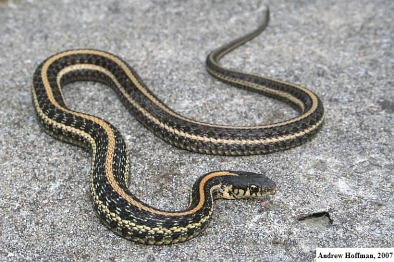 Illinois Snakes Identification Guide: Profiles, FAQs, & Pics