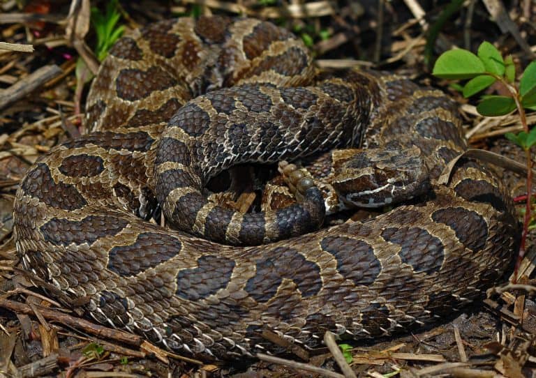 Oklahoma Snakes Identification Guide (What to Look out For!)