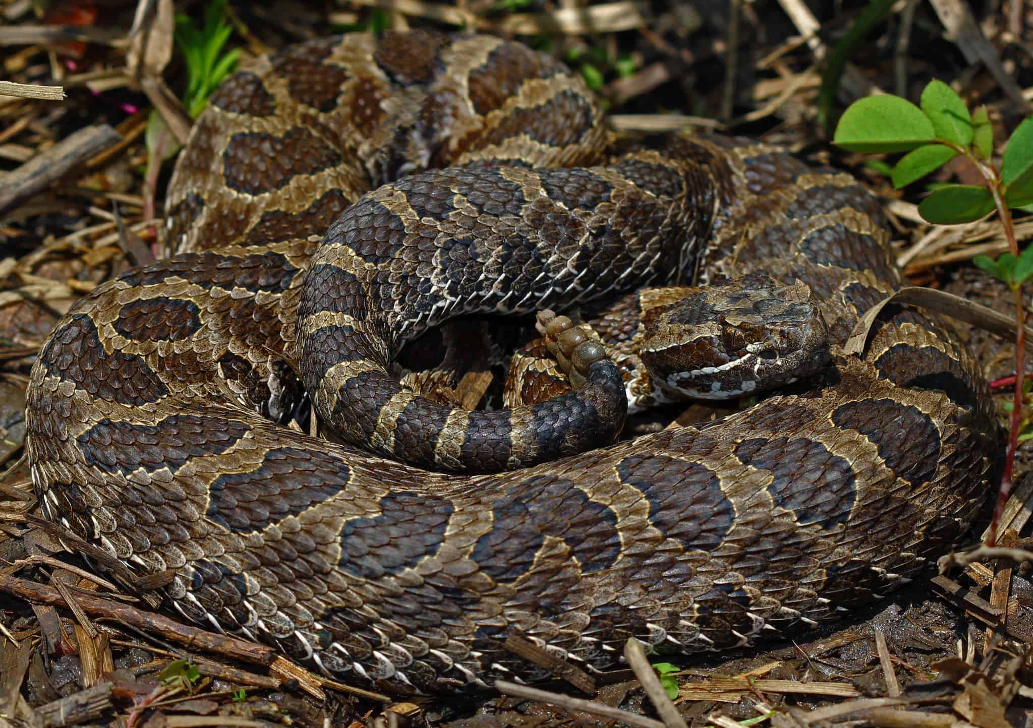 Oklahoma Snakes Identification Guide (What to Look out For!)