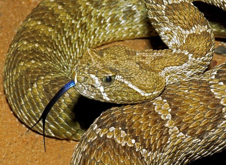 Oklahoma Snakes Identification Guide (What to Look out For!)