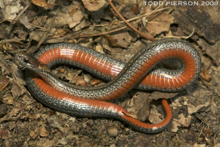 Wisconsin Snakes Identification Guide (Species Info & Pics)