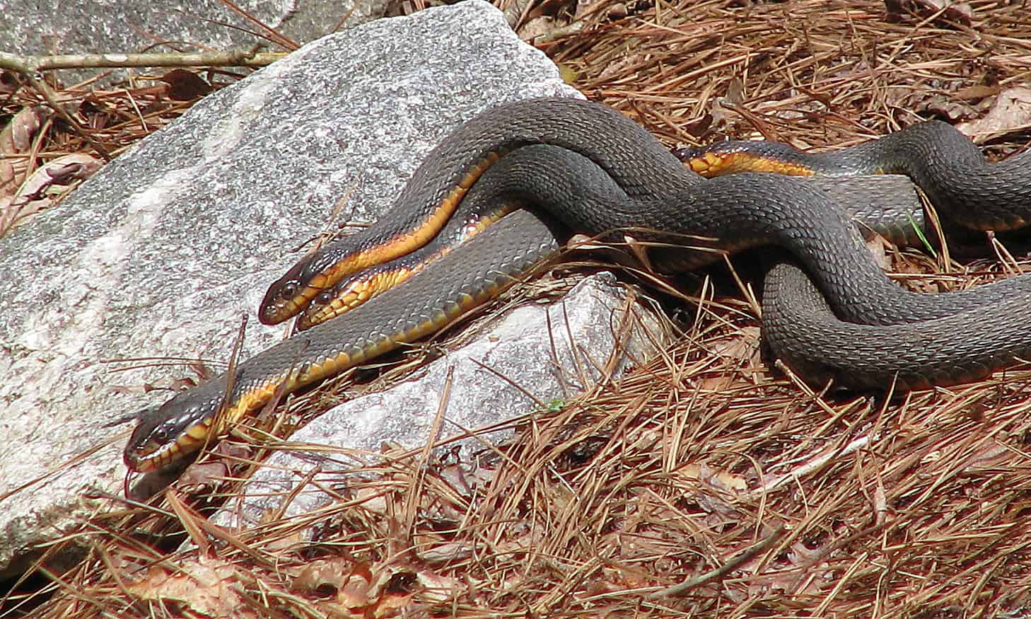 South Carolina Snakes Identification Guide (Must-Know Info!)