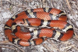 South Carolina Snakes Identification Guide (Must-Know Info!)
