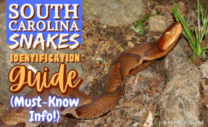 South Carolina Snakes Identification Guide (Must-Know Info!)