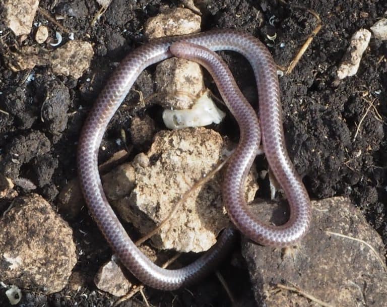 Colorado Snakes Identification Guide: Profiles, Pics, & Tips