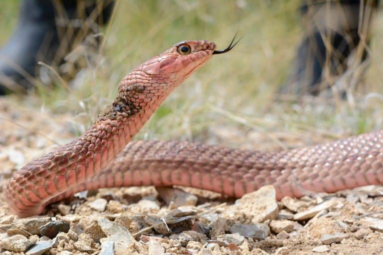 Colorado Snakes Identification Guide: Profiles, Pics, & Tips