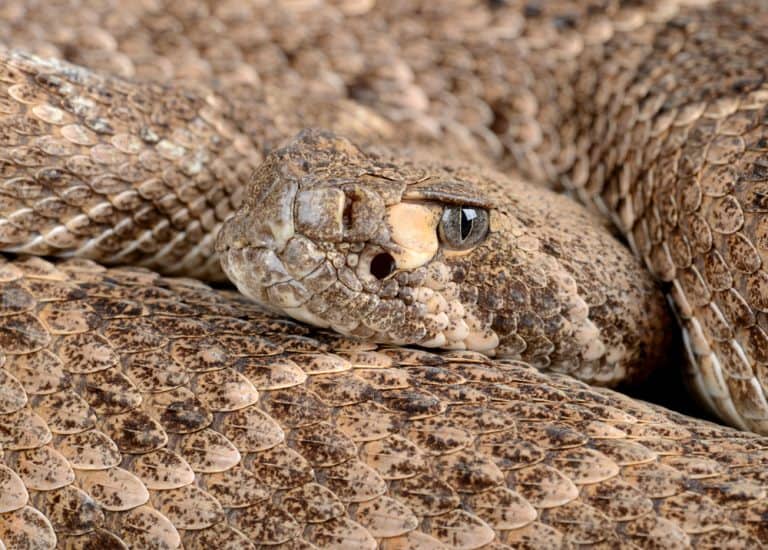 California Snakes Identification Guide: Species Index & Pics