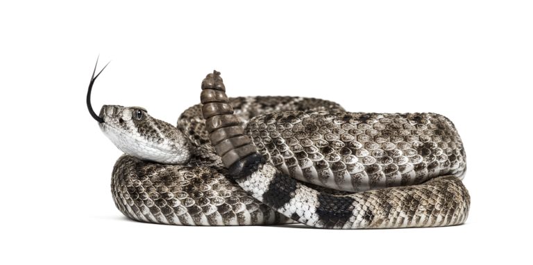 California Snakes Identification Guide: Species Index & Pics