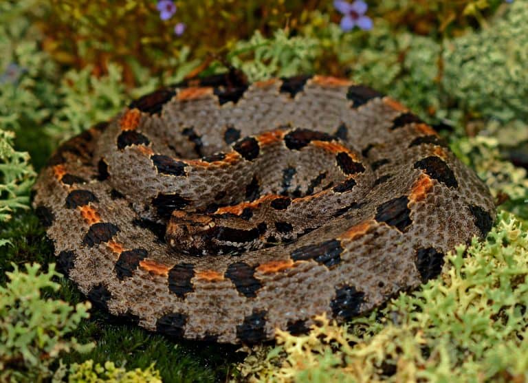 Oklahoma Snakes Identification Guide (What to Look out For!)