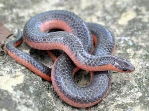 Oklahoma Snakes Identification Guide (What to Look out For!)