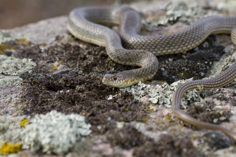 Colorado Snakes Identification Guide: Profiles, Pics, & Tips