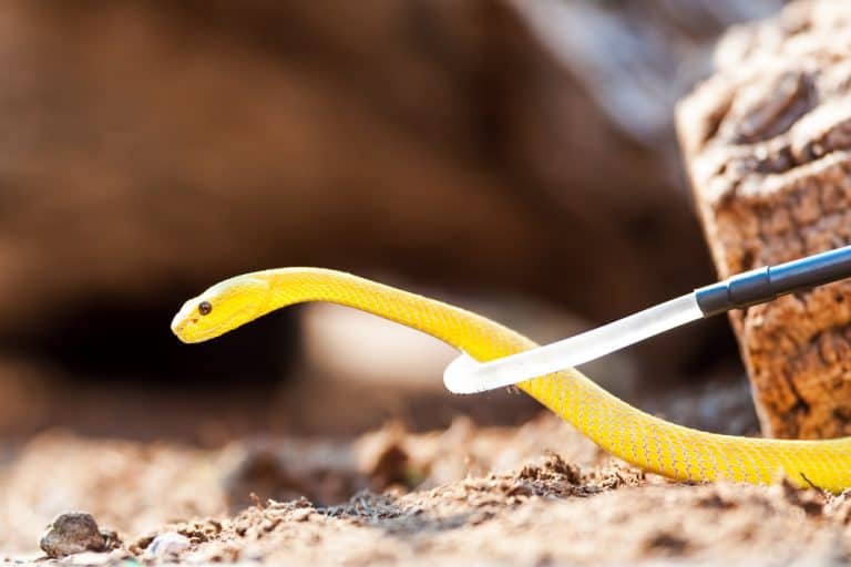 Hawaii Snakes Identification Guide (With Pics & Safety Tips)