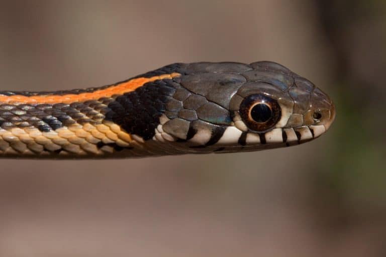 Oklahoma Snakes Identification Guide (What to Look out For!)
