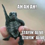 30+ Hilarious Turtle Memes That Will Make Your Day Brighter!