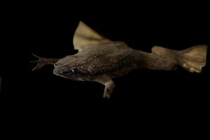 Suriname Toad - Species Profile With Fun Facts and Pictures!