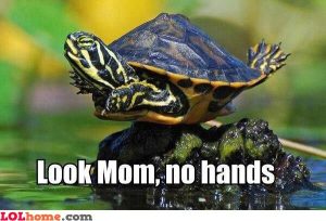 30+ Hilarious Turtle Memes That Will Make Your Day Brighter!