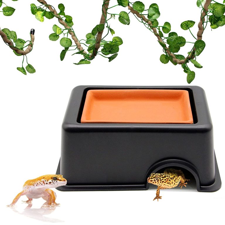 12 Best Leopard Gecko Hides to Purchase! (An Expert's Guide)