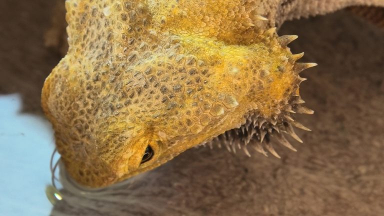 Can Bearded Dragons Swim? (Important Facts You Need to Know)