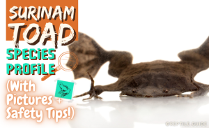 Suriname Toad - Species Profile With Fun Facts and Pictures!