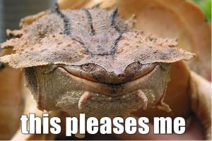 30+ Hilarious Turtle Memes That Will Make Your Day Brighter!