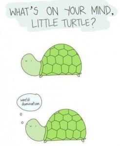 30+ Hilarious Turtle Memes That Will Make Your Day Brighter!